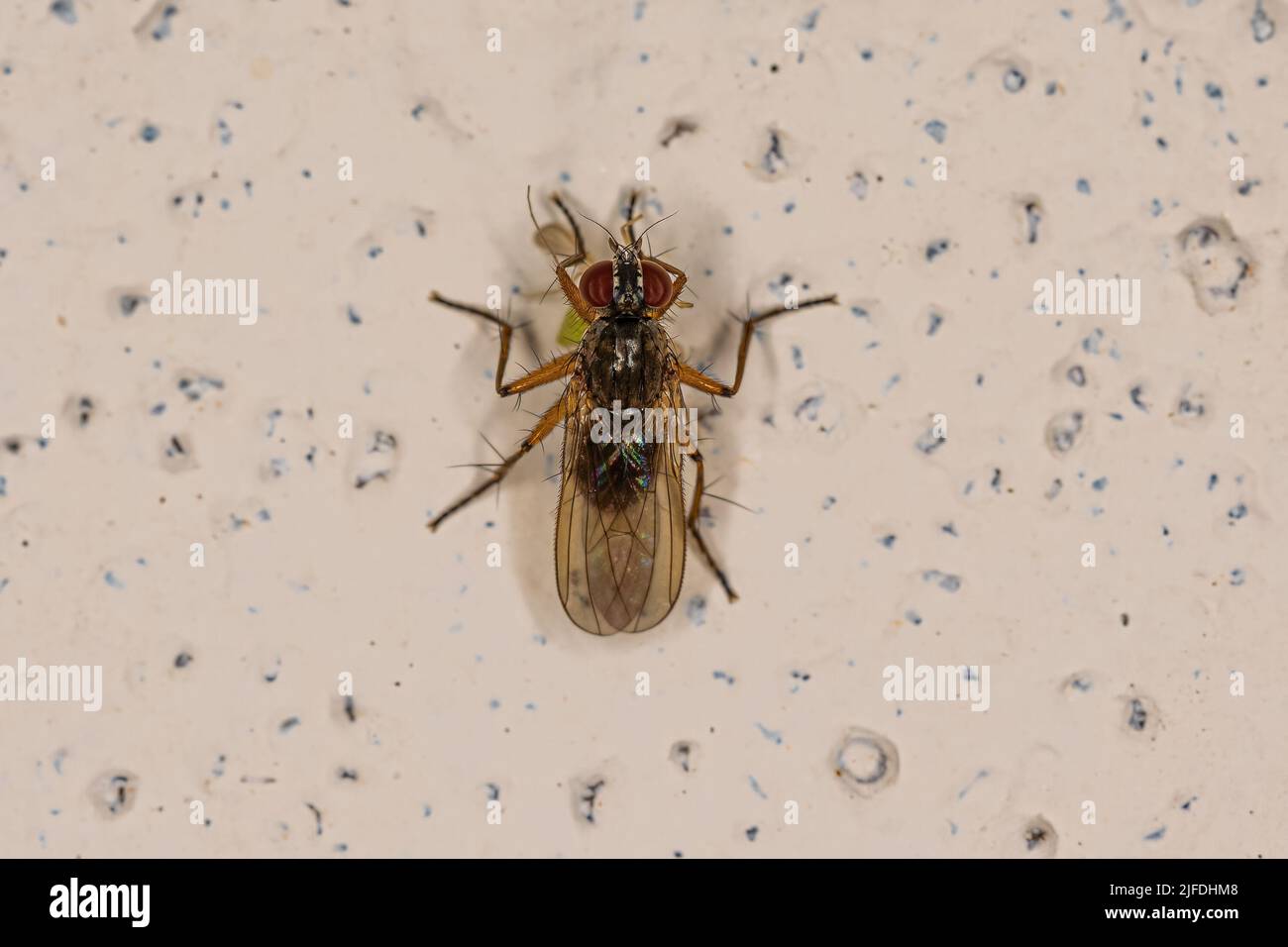 Adult Muscoid Fly of the Subfamily Coenosiinae preying on a Adult Non ...
