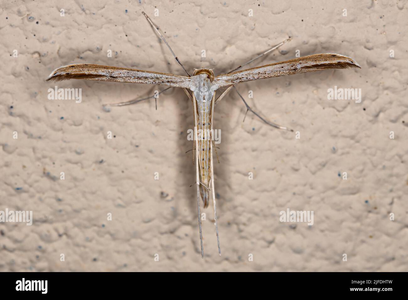 Adult Plume Moth of the genus Emmelina Stock Photo - Alamy