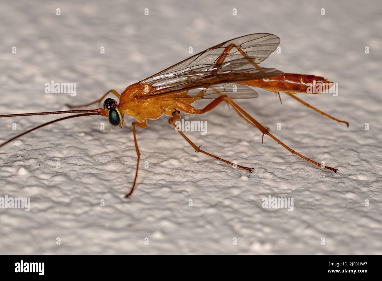 Adult Ichneumonid Wasp of the genus Netelia Stock Photo - Alamy