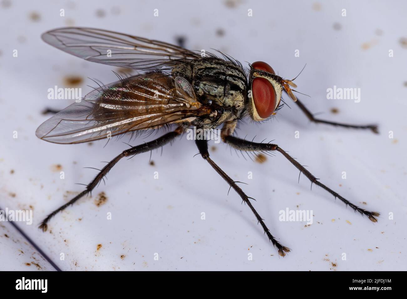 Adult Bristle Fly of the Family Tachinidae Stock Photo - Alamy