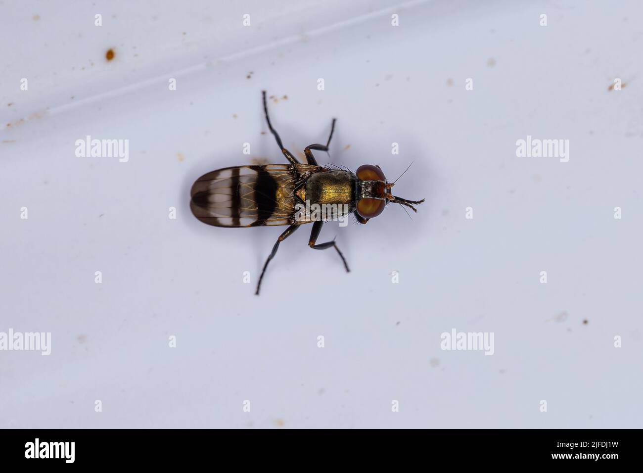 Adult Picture-winged Fly of the Family Ulidiidae Stock Photo - Alamy