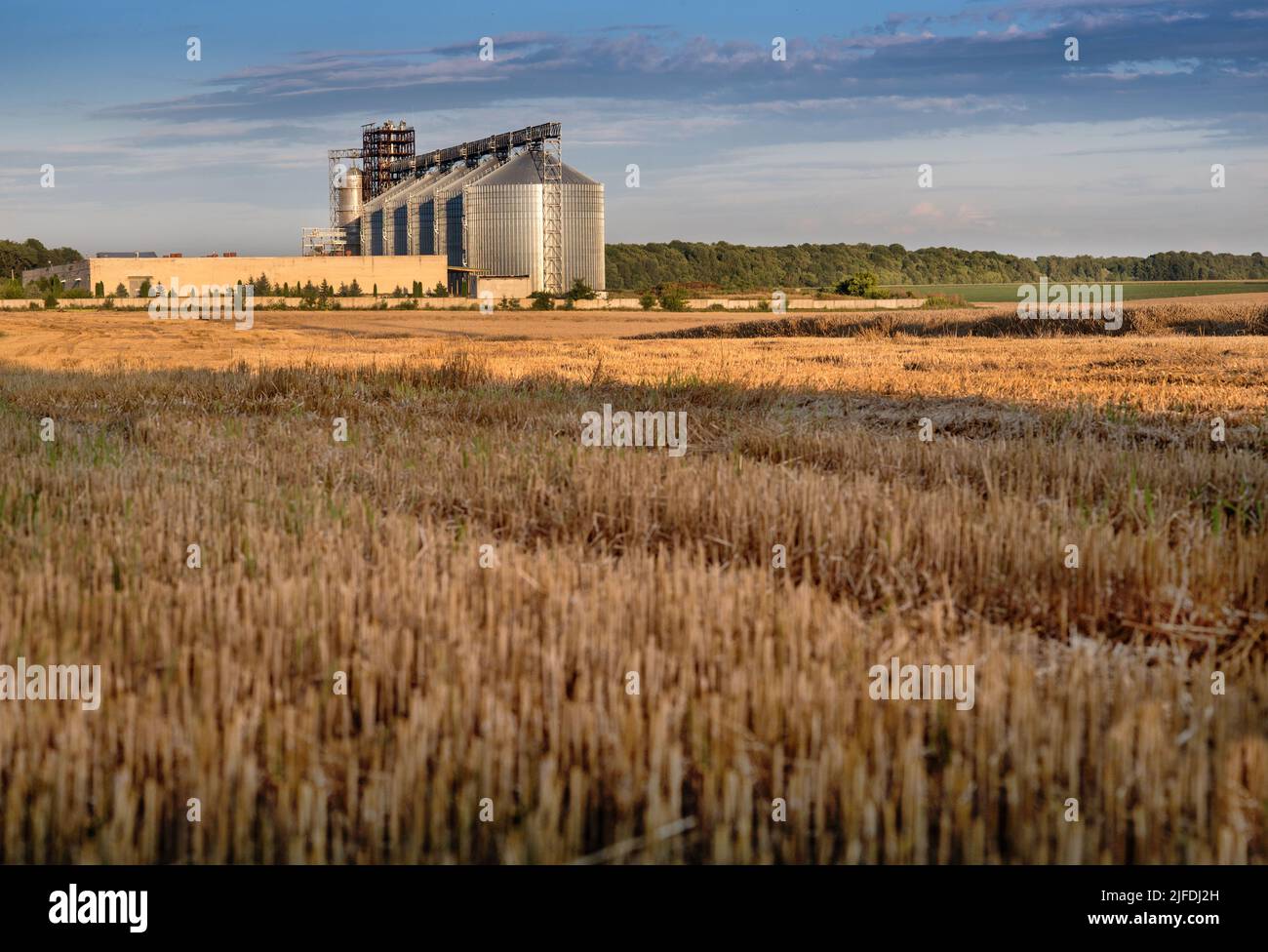 wheat field at evening time, stubble in the foreground, grain storage ...