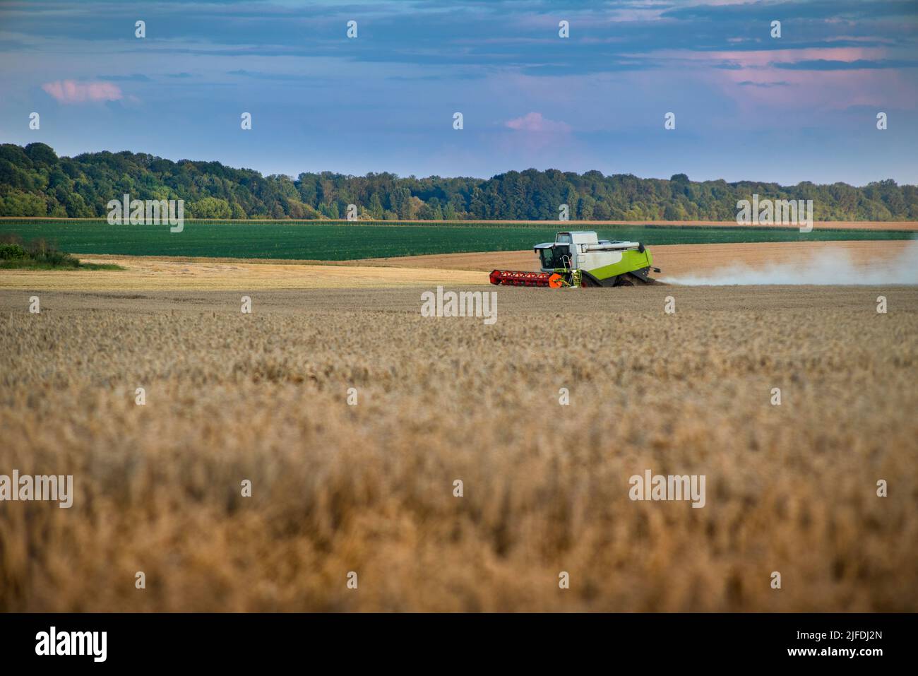 harvest time, harvester in wheat field, illustration of summer harvest ...