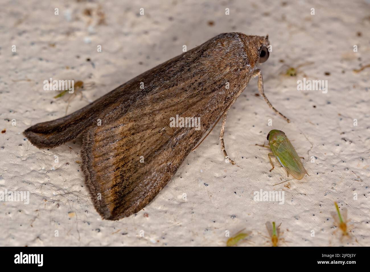 Adult Moth Insect of the order lepidoptera Stock Photo - Alamy