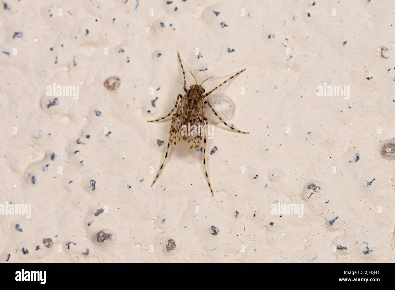 Adult Non-biting Midge of the Family Chironomidae Stock Photo - Alamy
