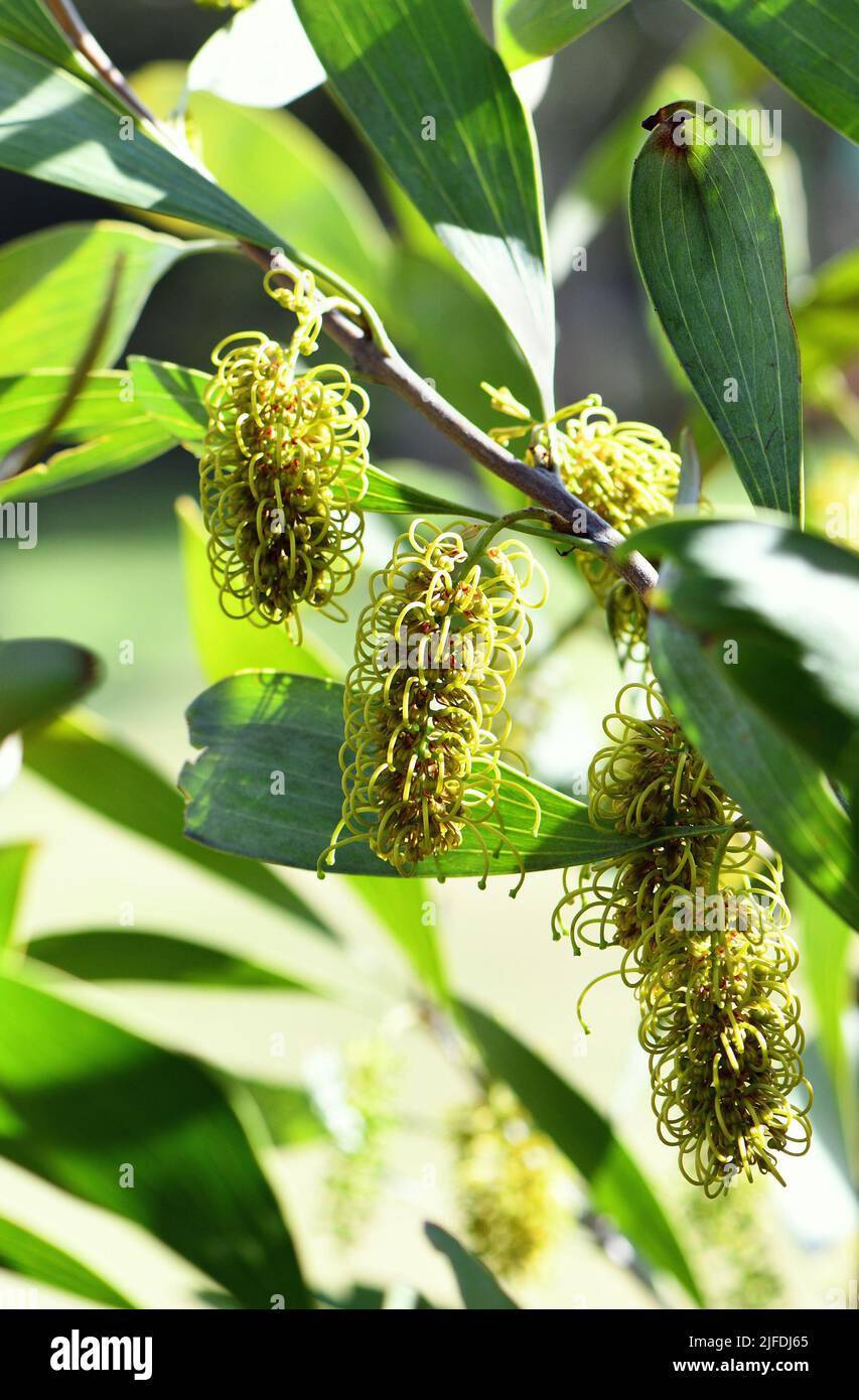 Yellow green flowers of the Australian native Hakea trineura, family ...