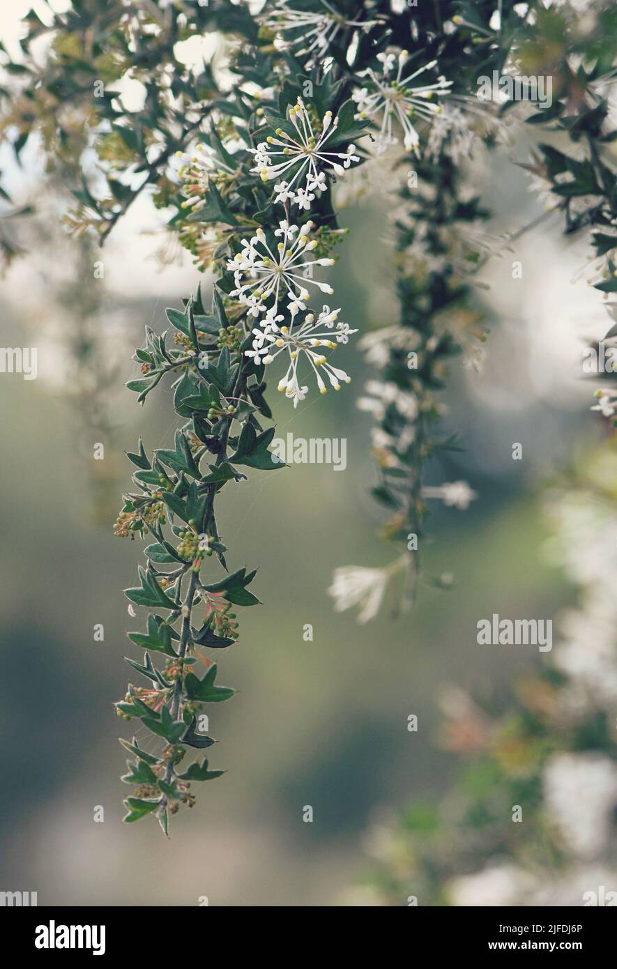 Trailing branches and white flowers of the Western Australian native ...
