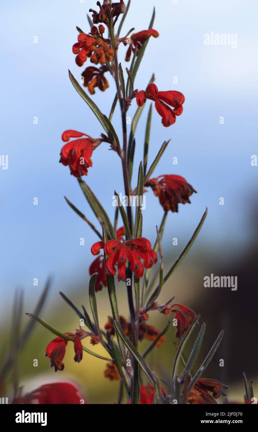 Vibrant red flowers of the Australian native Red Ochre Spider Flower ...