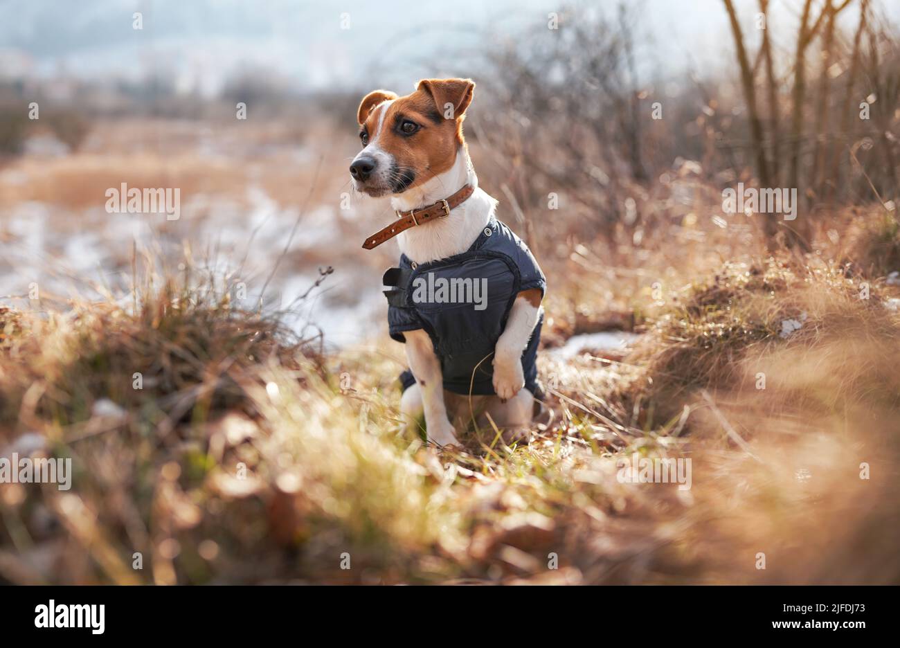 Small Jack Russell terrier in dark blue winter jacket sitting on ground ...