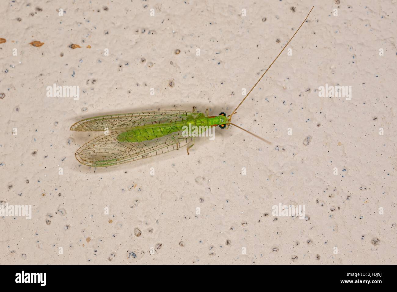 Adult Typical Green Lacewing of the Genus Ceraeochrysa Stock Photo - Alamy