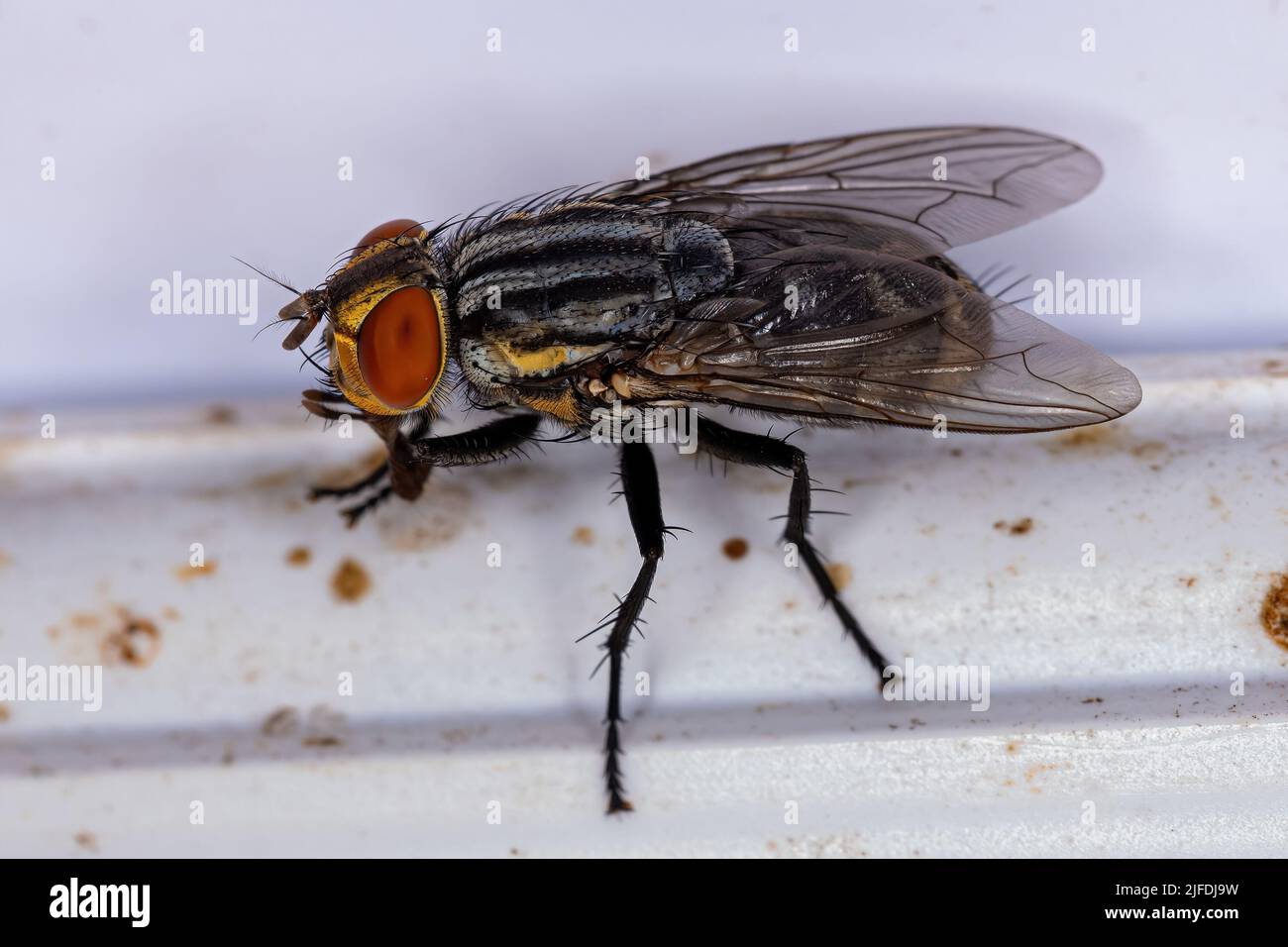 Adult Flesh Fly of the Family Sarcophagidae Stock Photo - Alamy