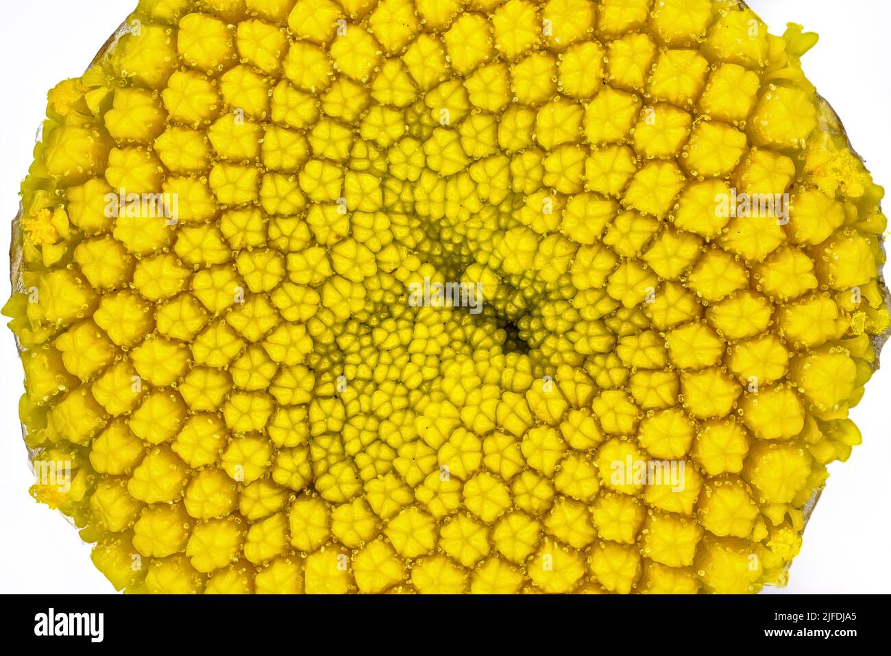 Yellow Tansy - Tanacetum vulgare - flower head under microscope, image ...