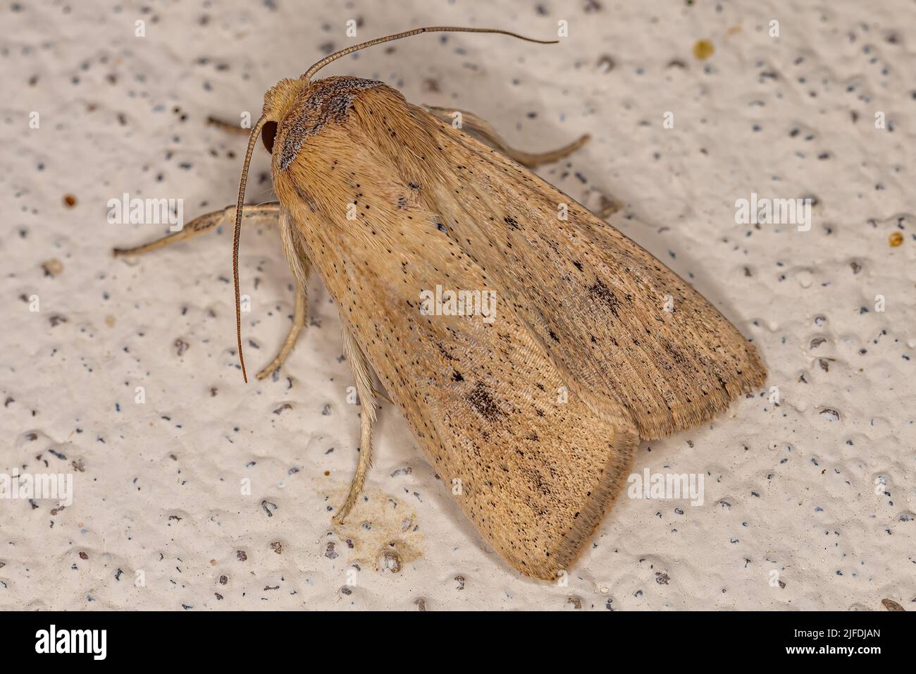 Adult Moth Insect of the order lepidoptera Stock Photo - Alamy