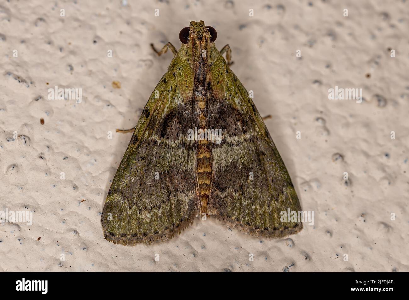 Adult Pyralid Snout Moth of the Superfamily Pyraloidea Stock Photo - Alamy
