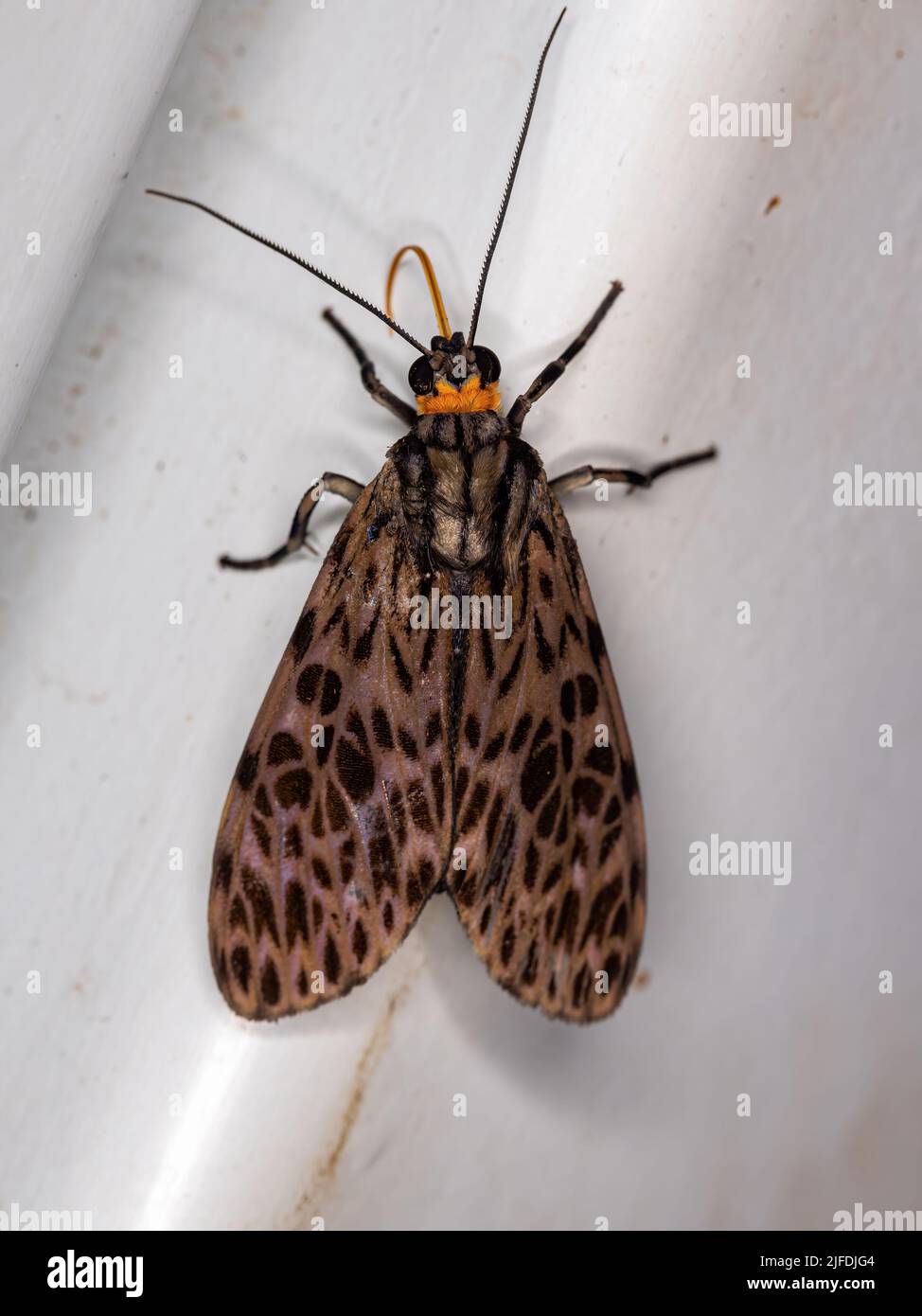 Tiger moth genus hi-res stock photography and images - Alamy