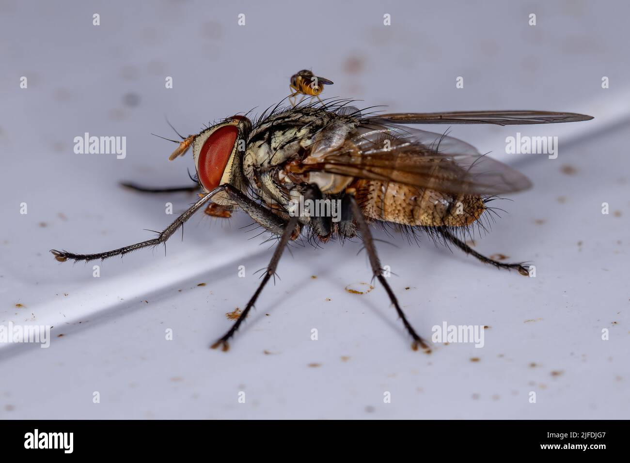 Adult Bristle Fly of the Family Tachinidae Stock Photo - Alamy