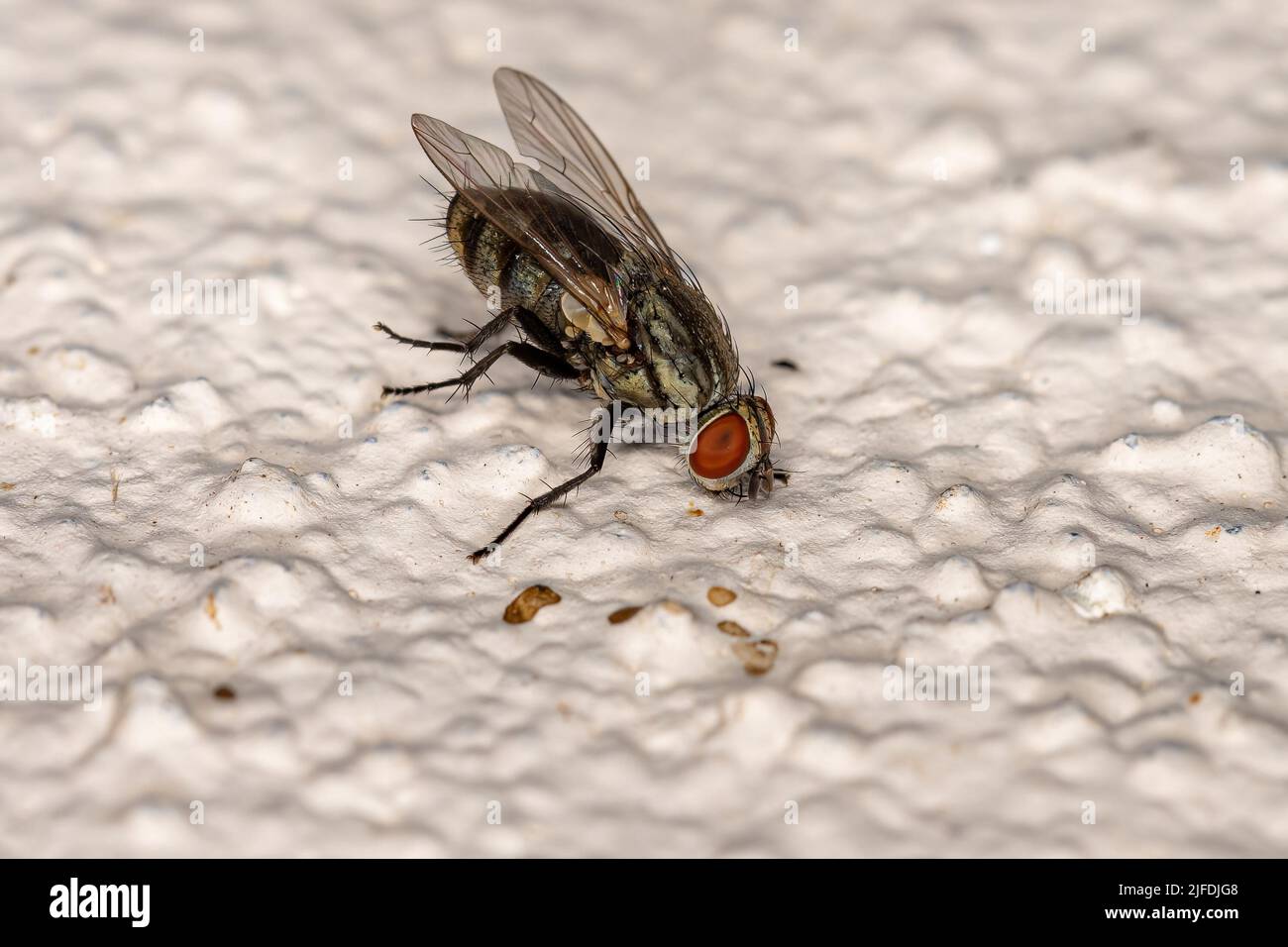 Adult Flesh Fly of the Family Sarcophagidae Stock Photo - Alamy