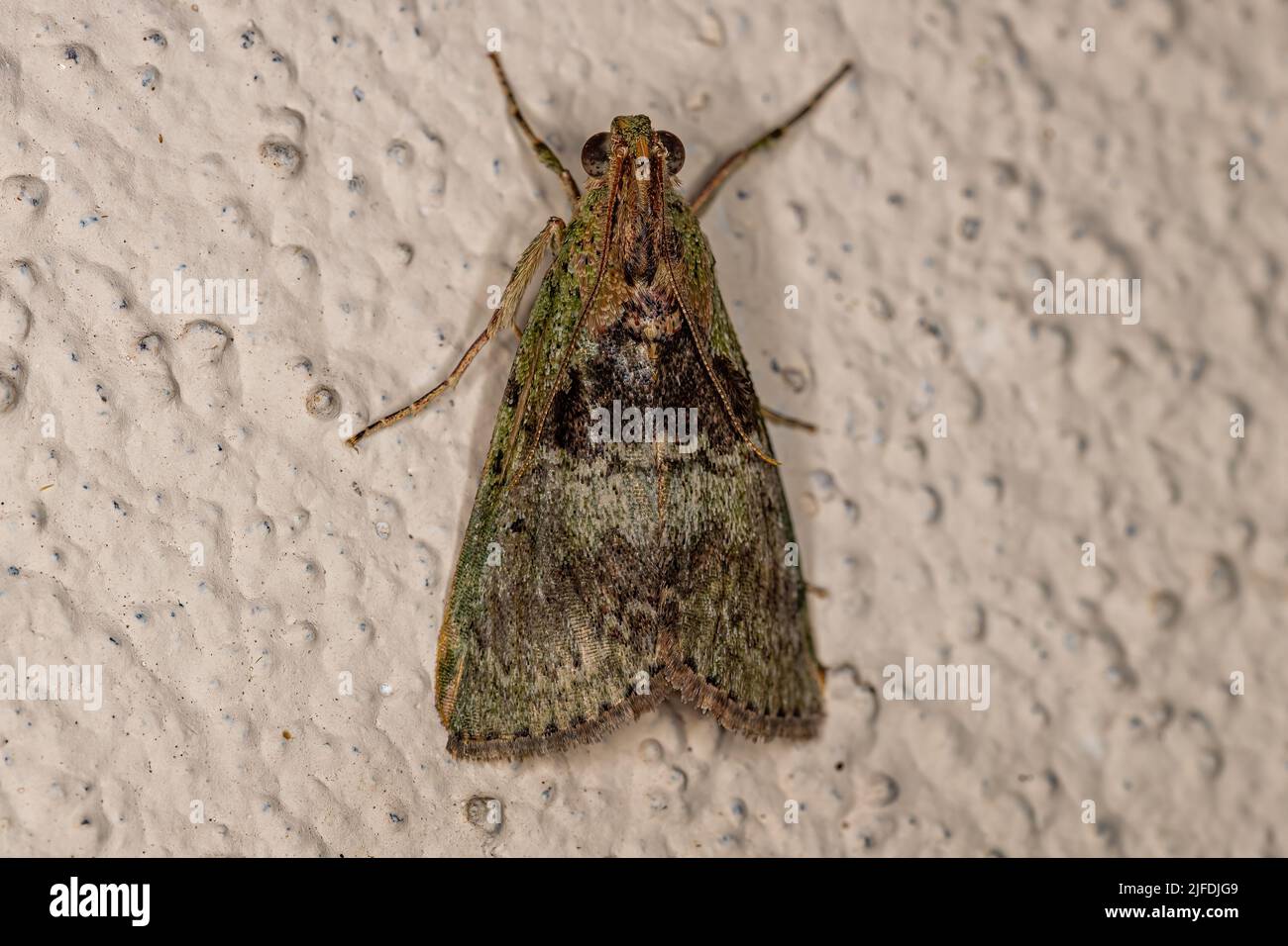 Lepidoptera superfamily hi-res stock photography and images - Alamy