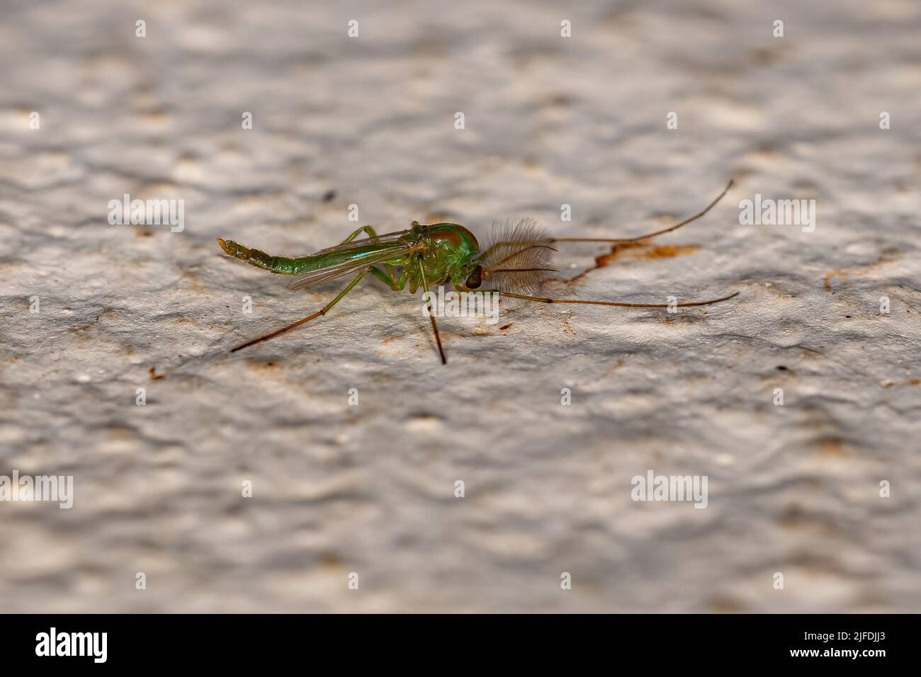 Adult Non-biting Midge of the Family Chironomidae Stock Photo - Alamy