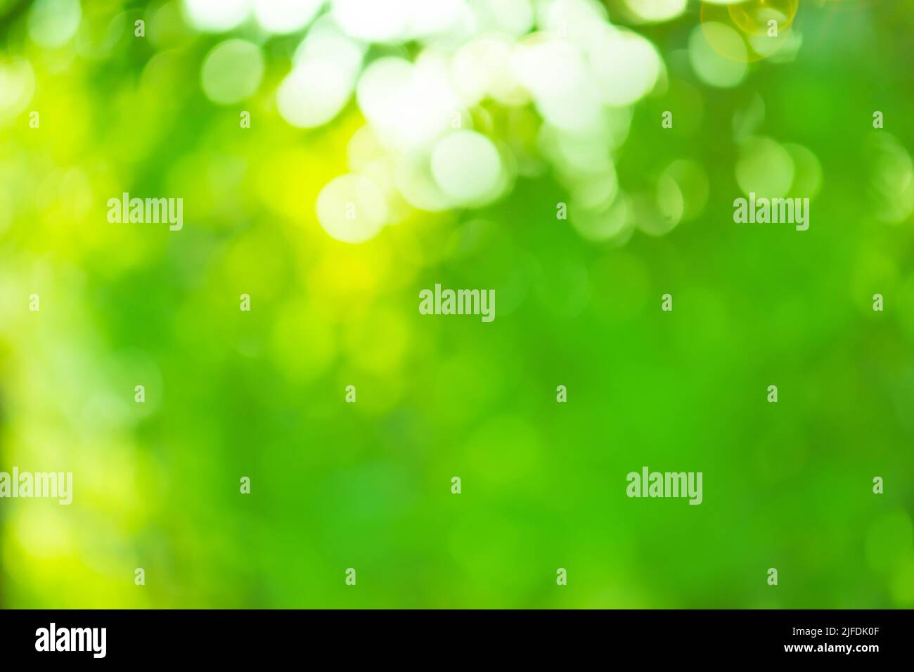 Abstract green blurred background under the bright sun. Green nature ...