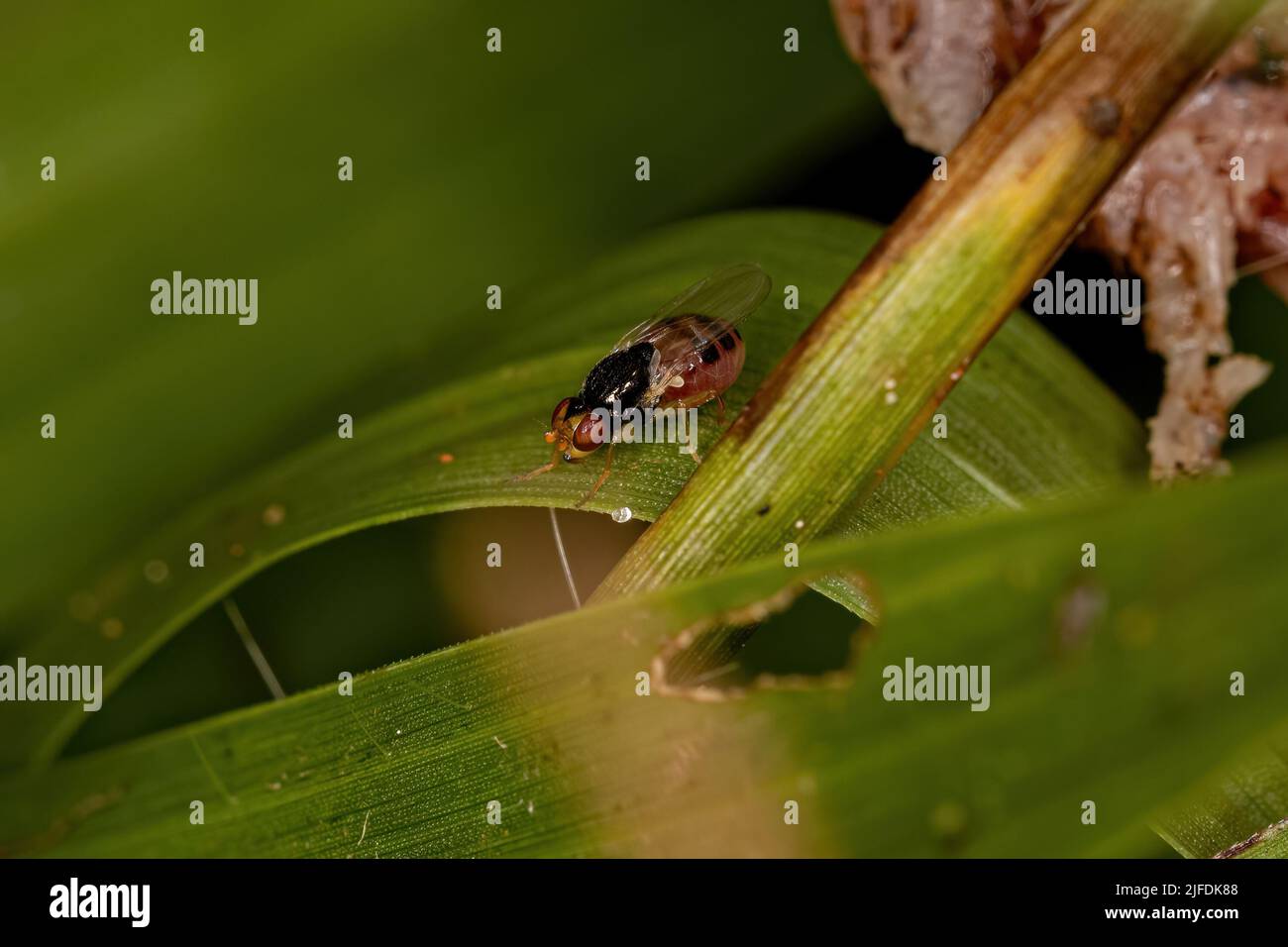 Adult Acalyptrate Fly of the Zoosubsection Acalyptratae Stock Photo - Alamy