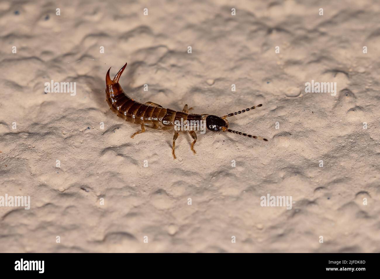 Order dermaptera hi-res stock photography and images - Alamy