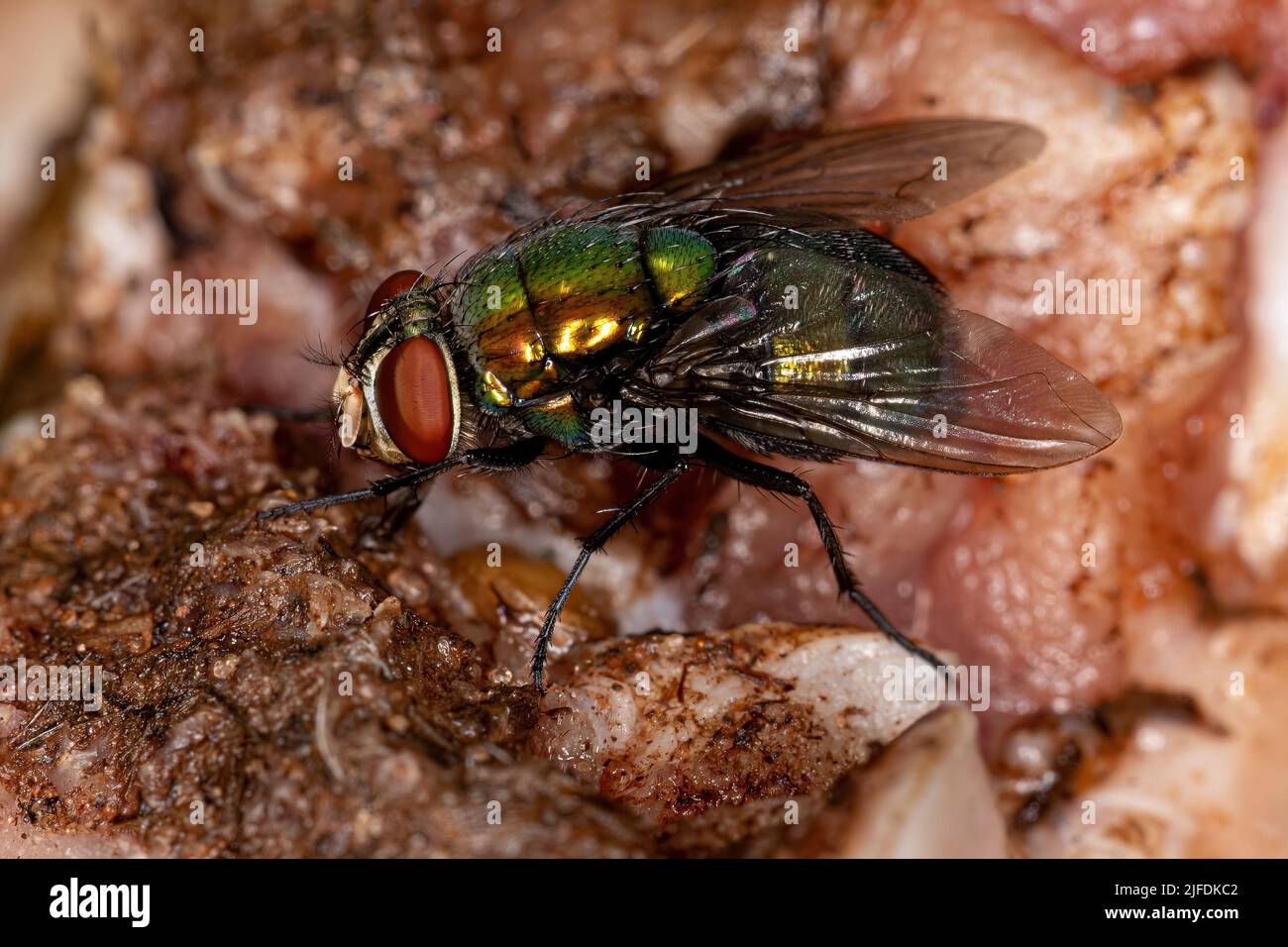 Lucilia cuprina hi-res stock photography and images - Alamy