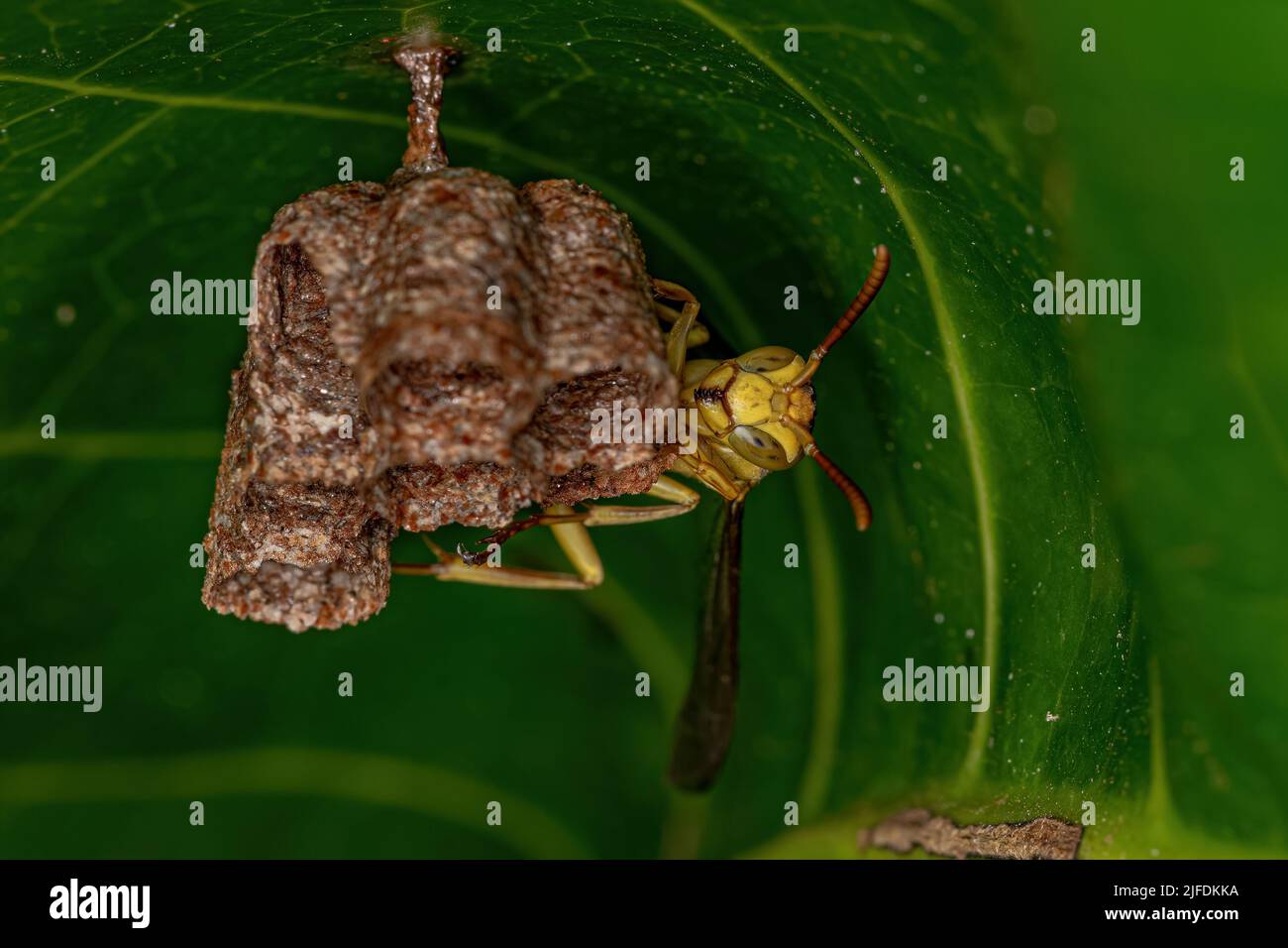 Nest long waisted honey wasps hi-res stock photography and images - Alamy