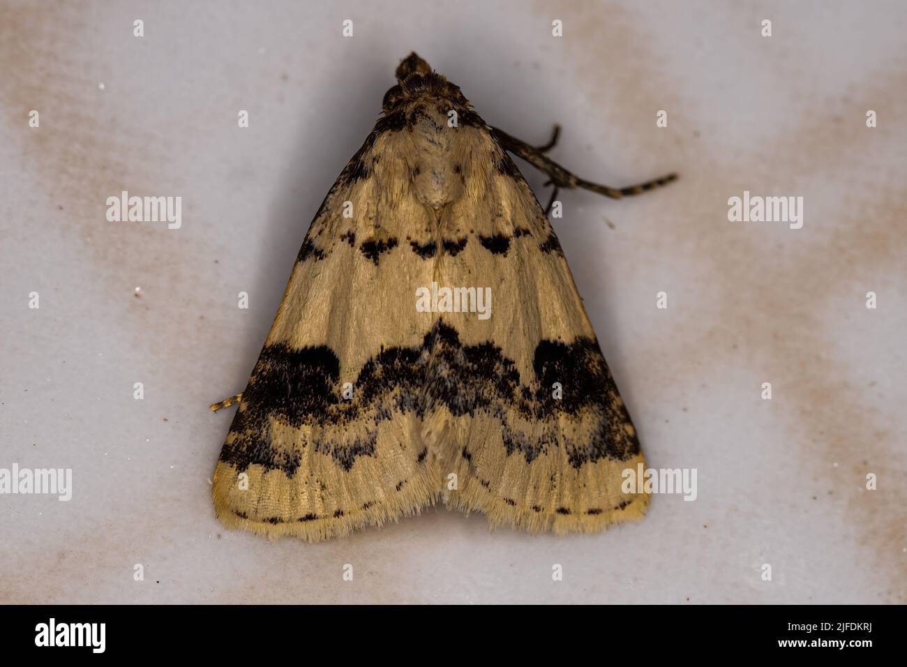 Adult Moth Insect of the order lepidoptera Stock Photo - Alamy