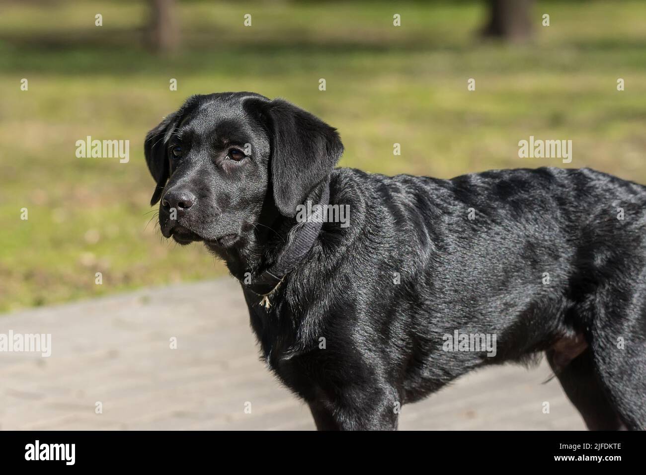 Portrait of an black Labrador Retriever Puppy hiding in a bush of ...