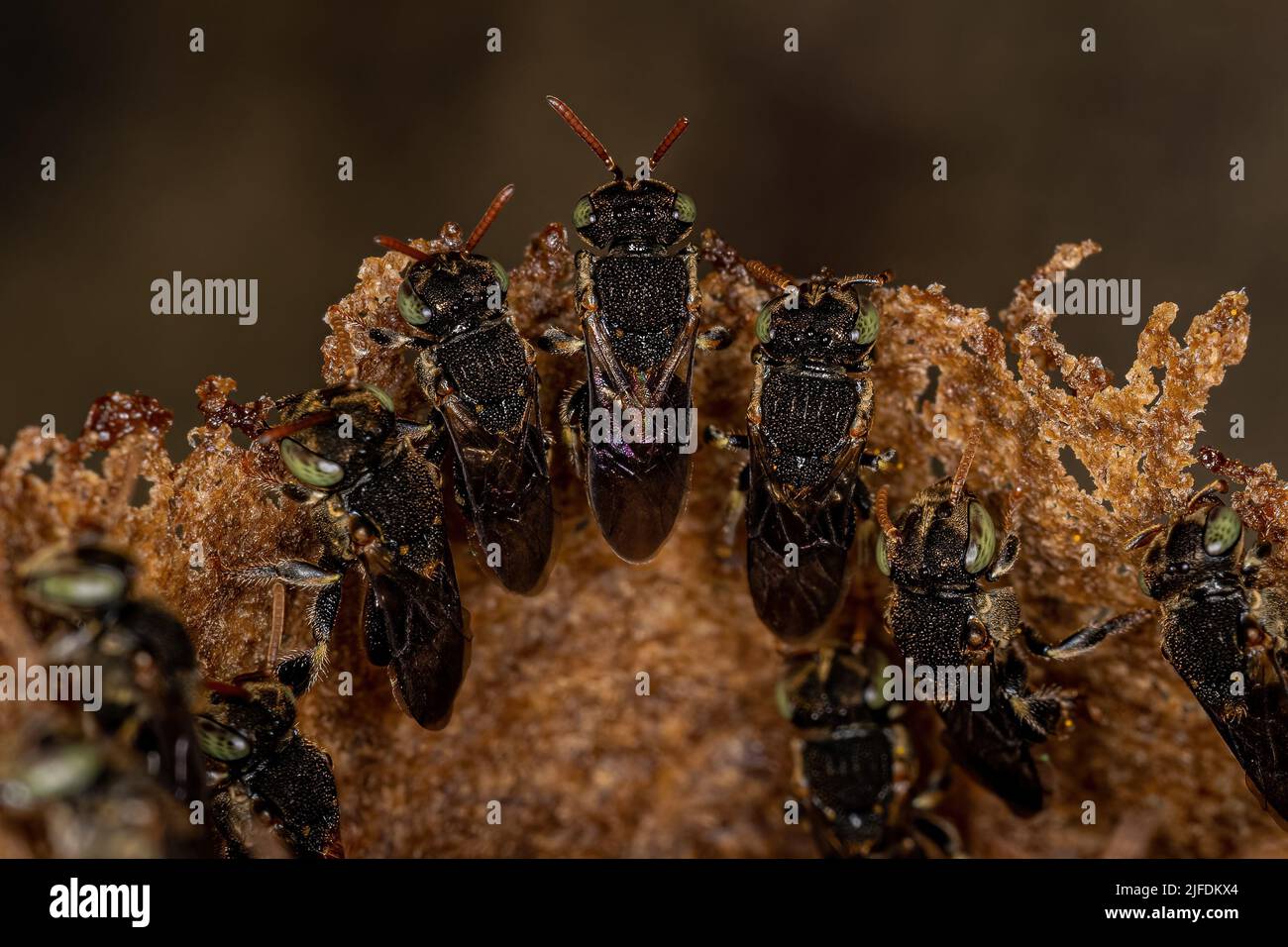 Adult Stingless Bee of the Genus Nannotrigona Stock Photo - Alamy