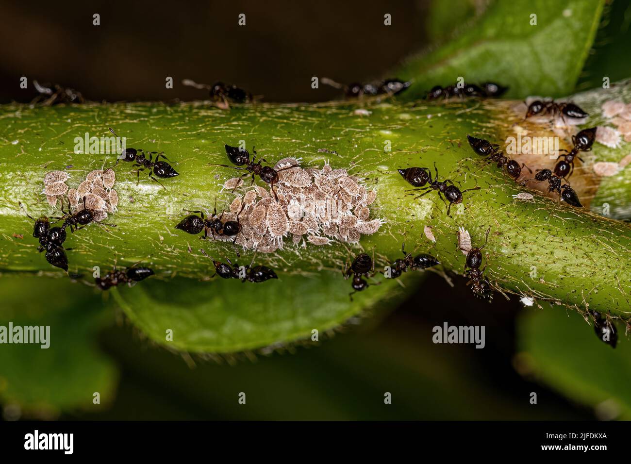 Adult Female Winged Cocktail Ants of the Genus Crematogaster with small ...