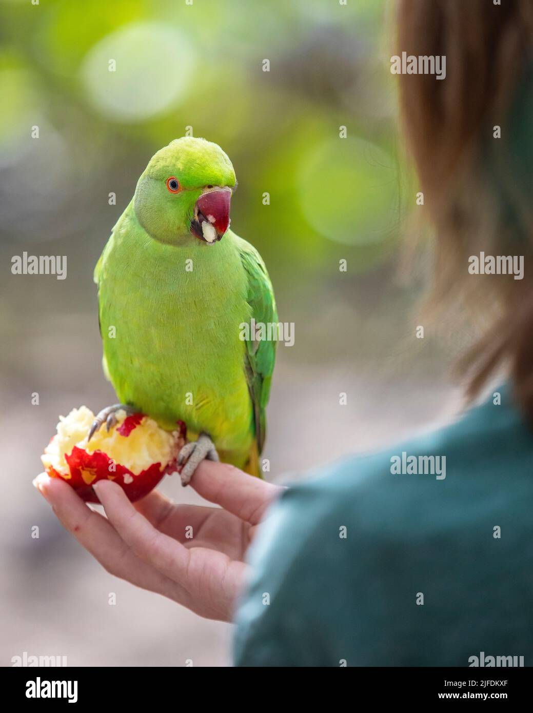 A beautiful green Parakeet in a central London park Stock Photo - Alamy