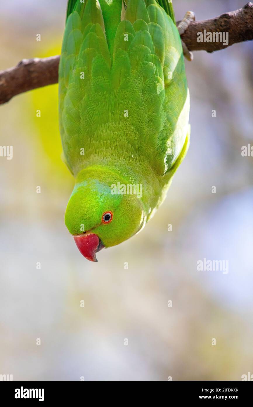 A beautiful green Parakeet in a central London park Stock Photo - Alamy
