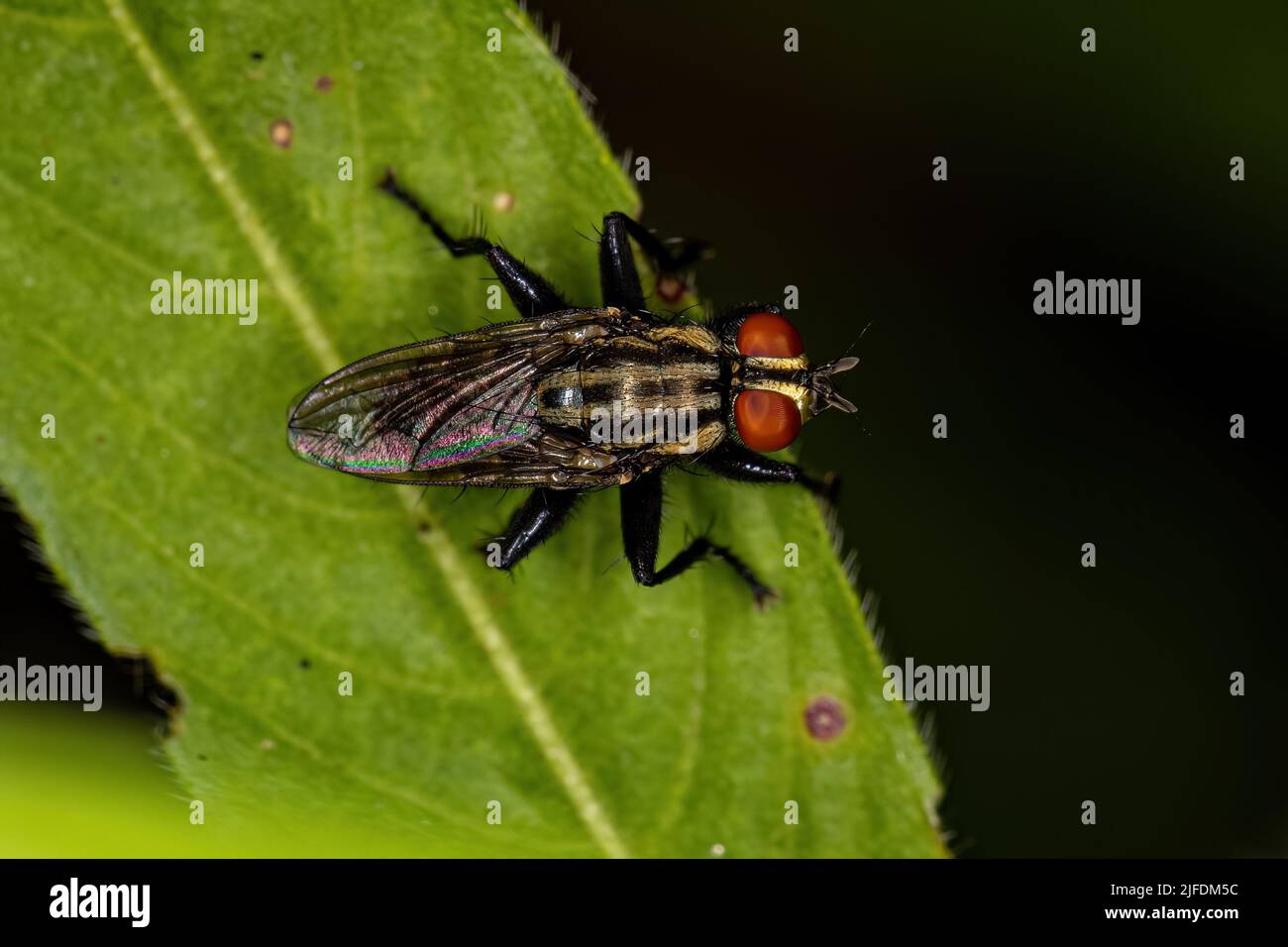 Adult Flesh Fly of the Family Sarcophagidae Stock Photo - Alamy