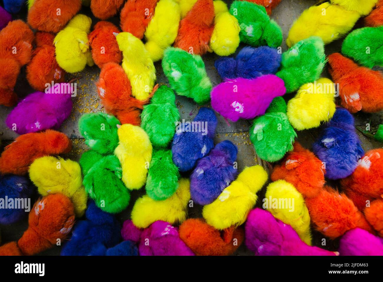 Colorful chickens hi-res stock photography and images - Alamy