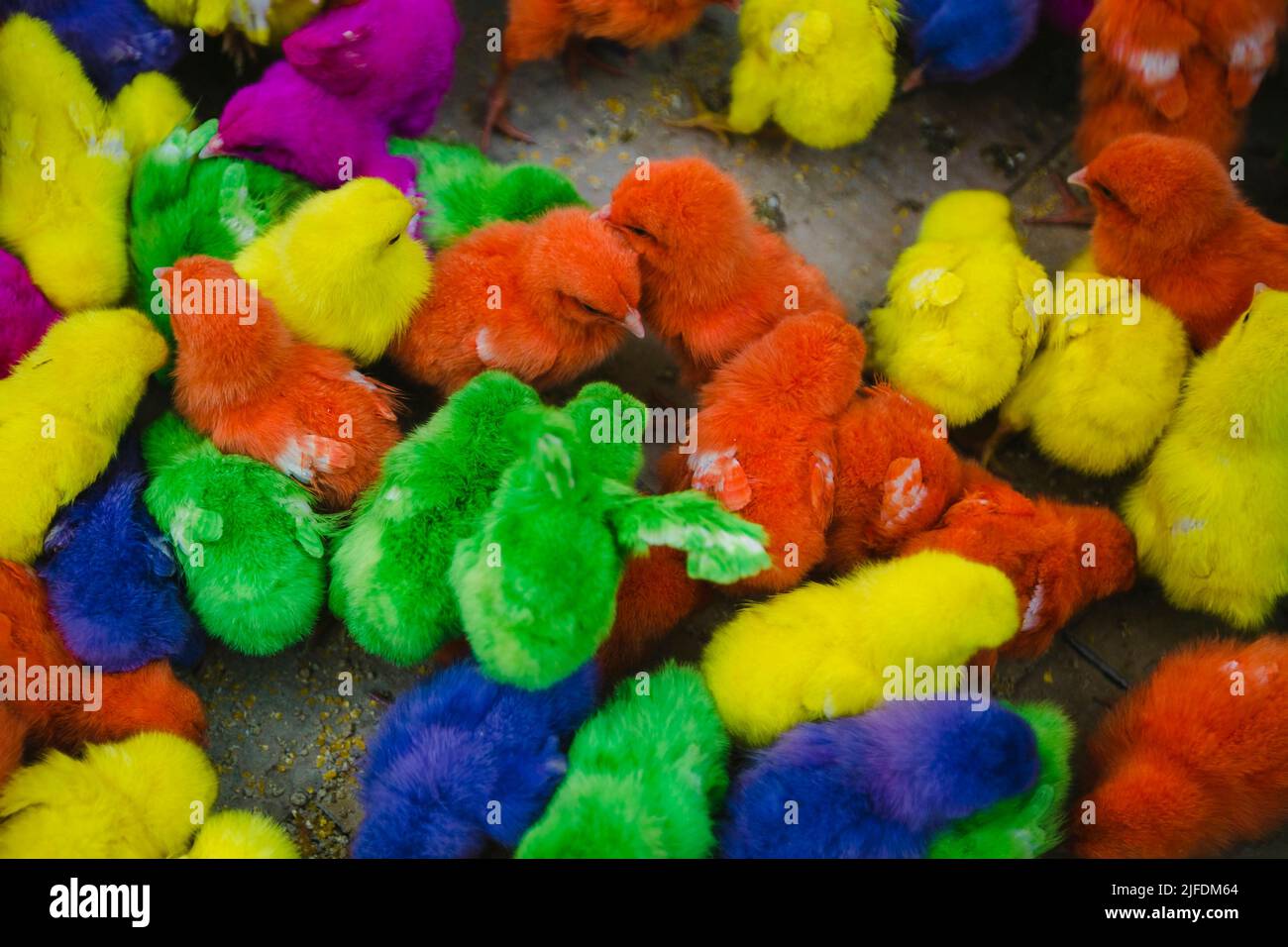 Colorful chickens at the Bali market Stock Photo - Alamy