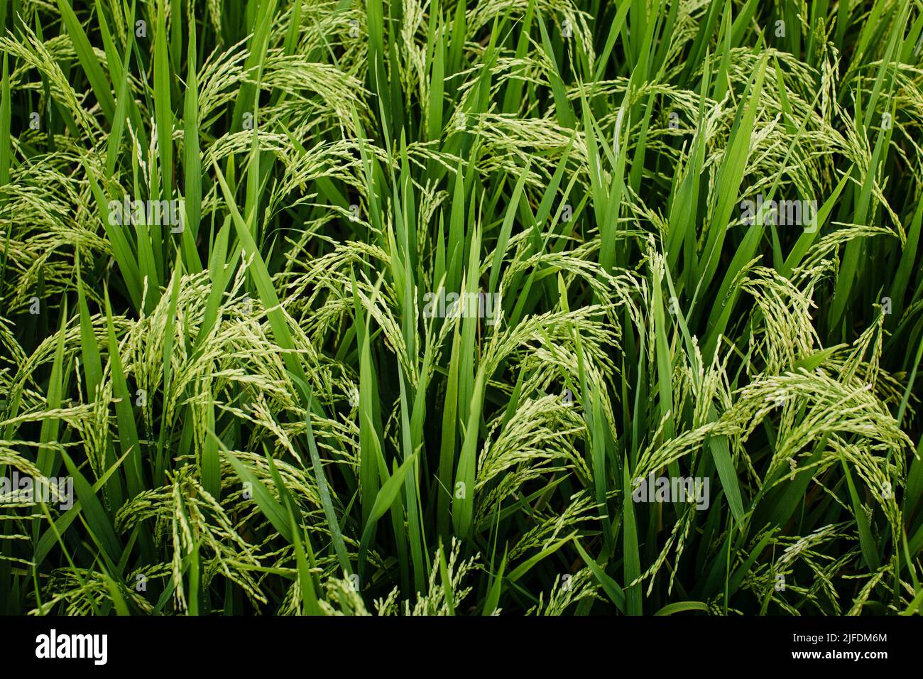 Rice spikes close-up. Texture of green rice fields Stock Photo - Alamy