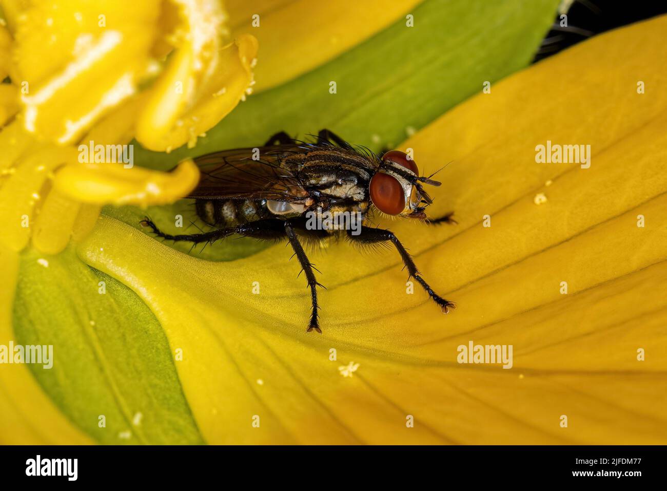 Adult Flesh Fly of the Family Sarcophagidae Stock Photo - Alamy