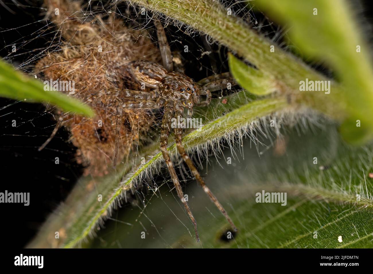 Adult Female Nursery Web Spider of the Family Pisauridae Stock Photo ...