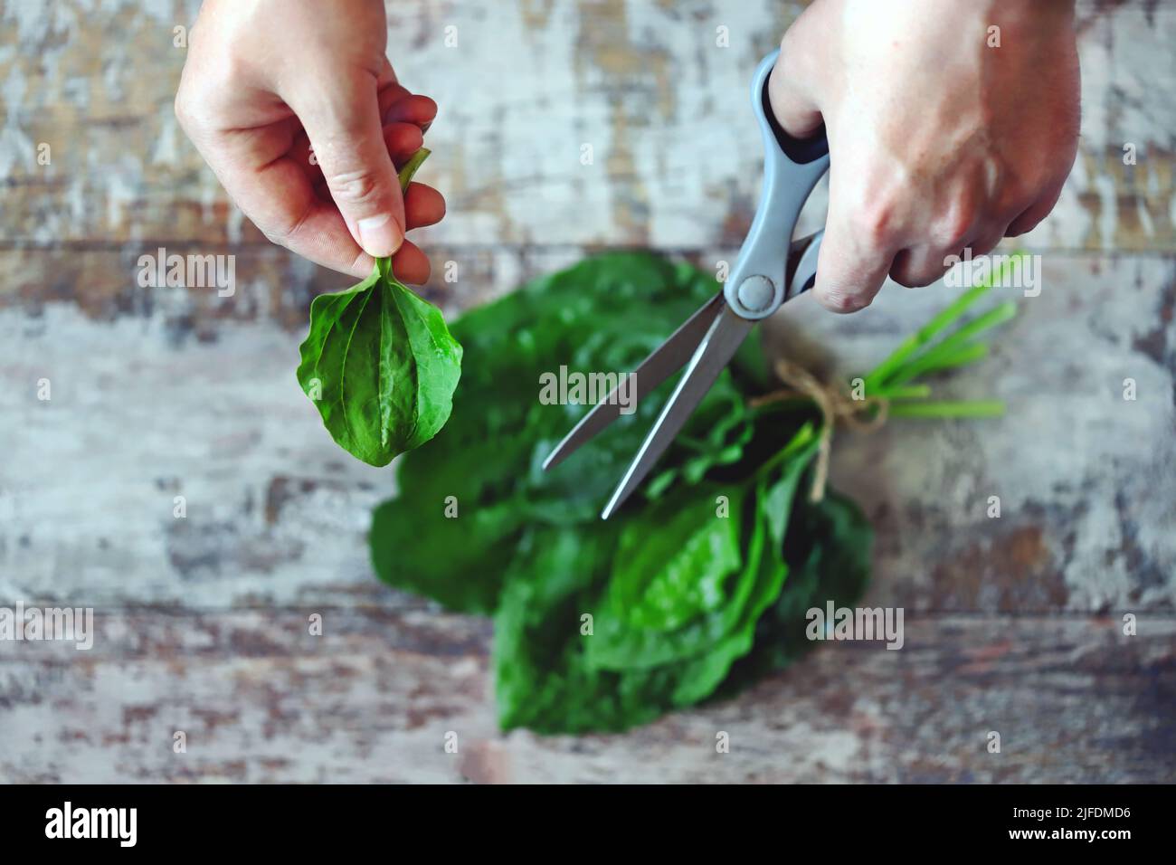 Fresh plantain leaves. Collecting plantain. Healing herbs.Hand holding ...
