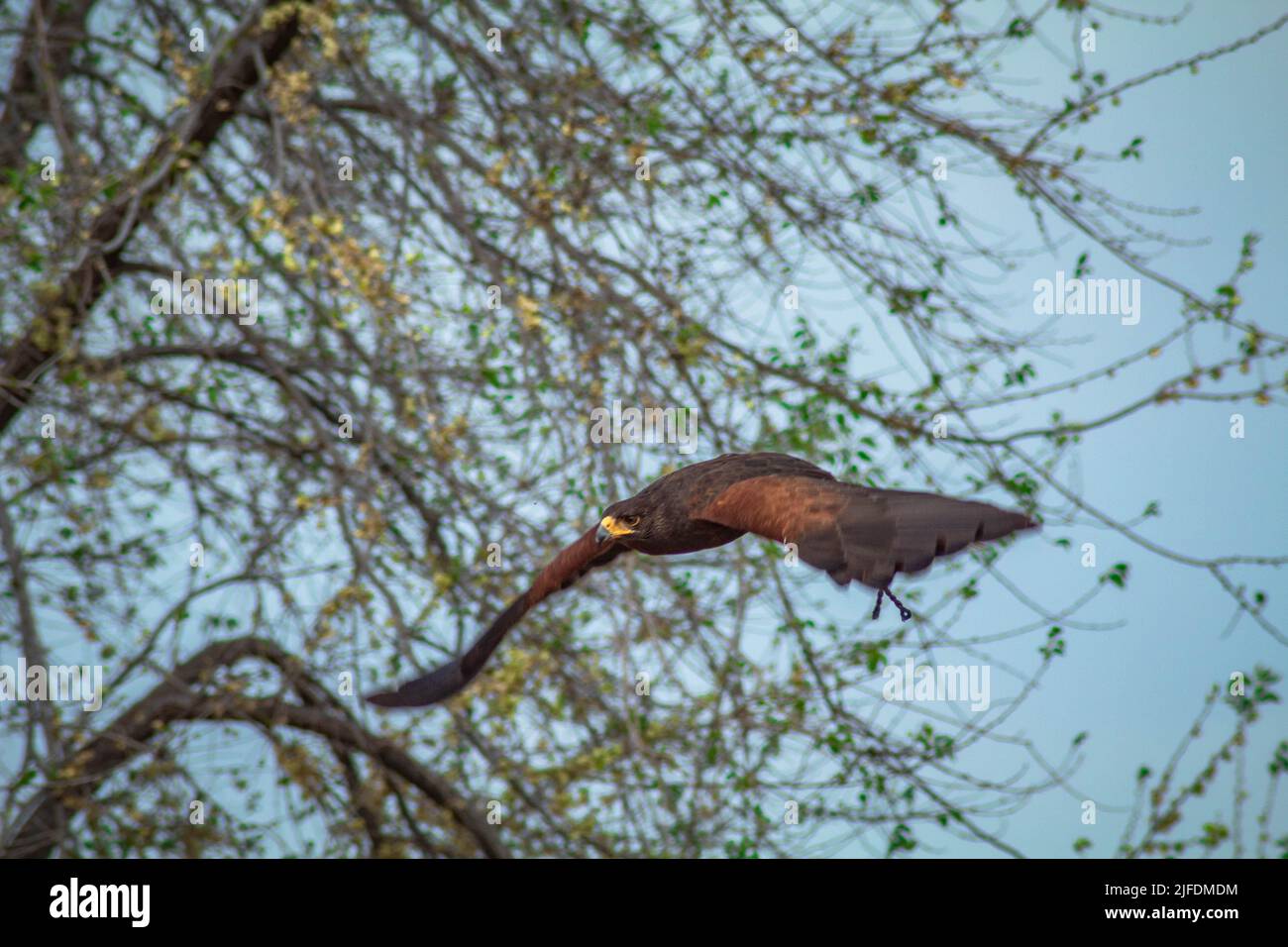 A flying hawk looks down from above looking for prey with a blue sky on ...