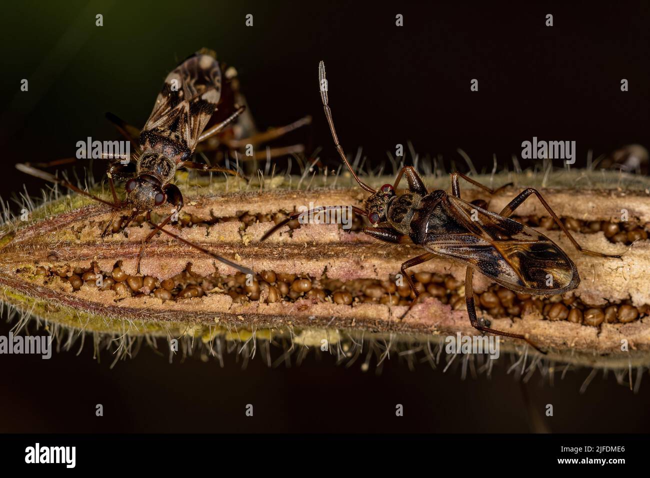Adult Dirt-colored Seed Bugs of the Subfamily Rhyparochrominae Stock ...