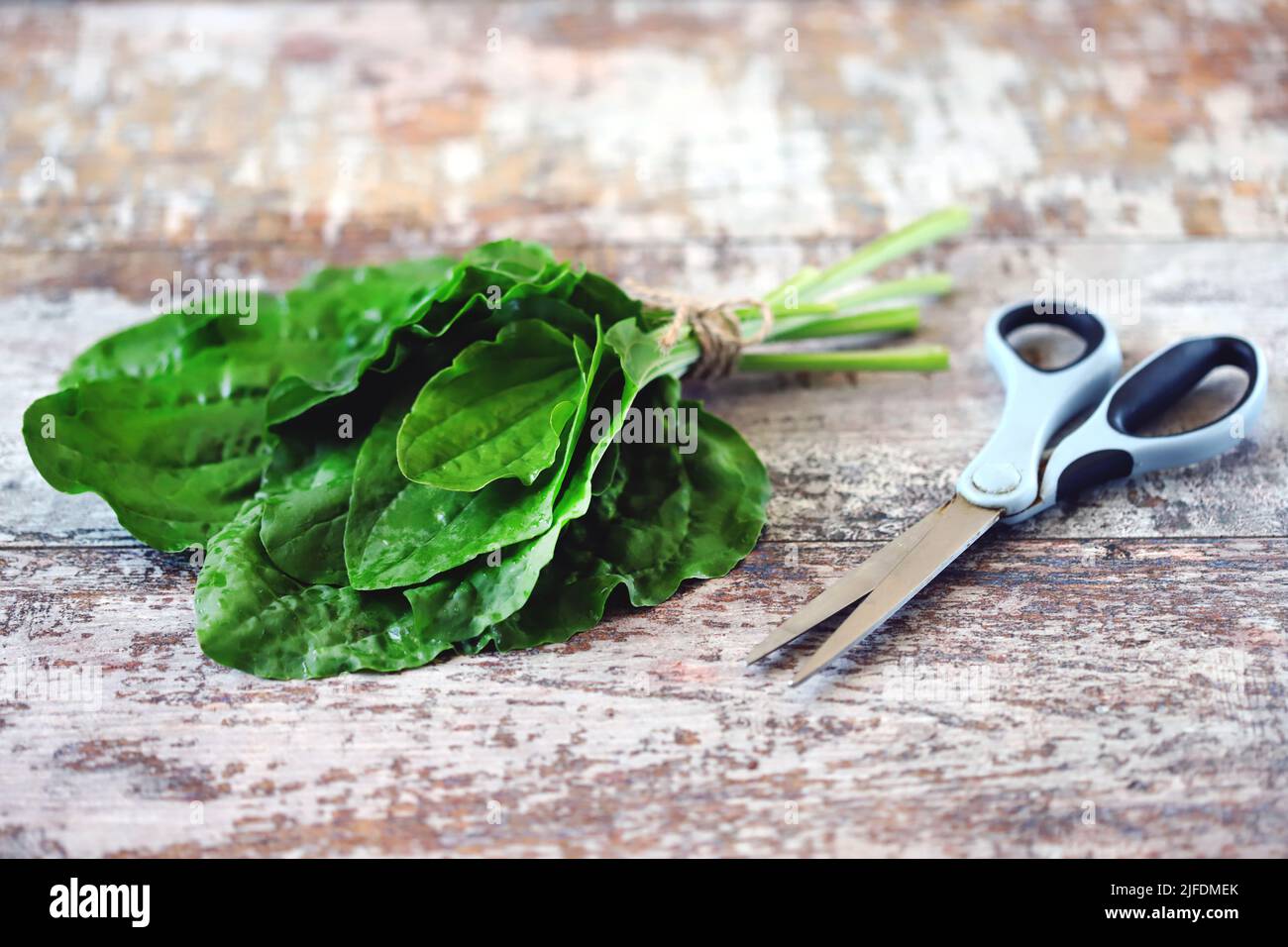 Fresh plantain leaves. Collecting plantain. Healing herbs.Hand holding ...