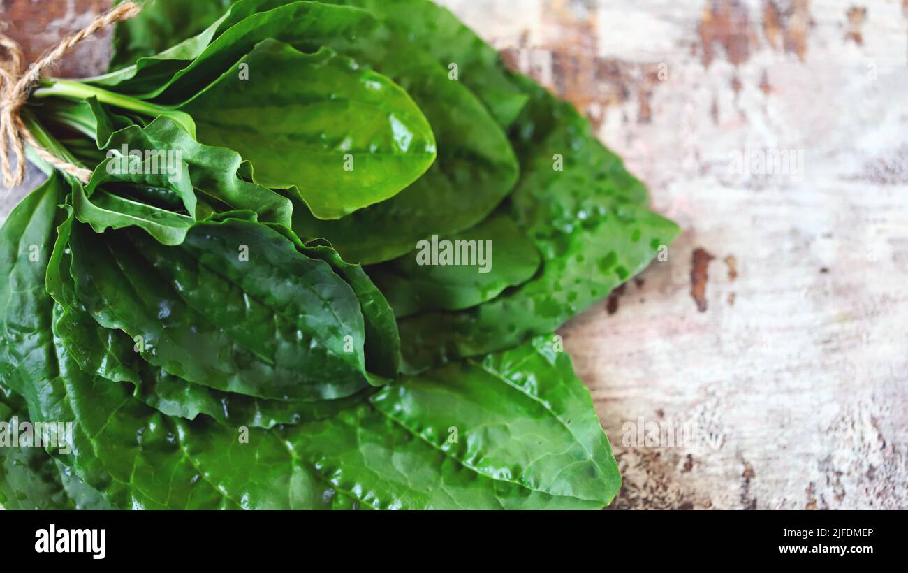 Fresh plantain leaves. Collecting plantain. Healing herbs.Hand holding ...