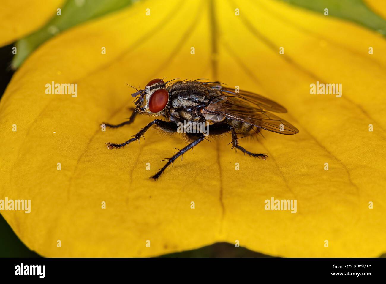 Adult Flesh Fly of the Family Sarcophagidae Stock Photo - Alamy