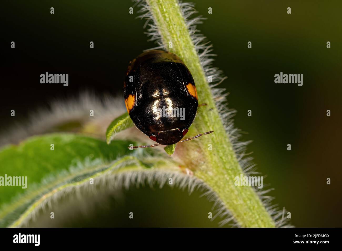 Adult Ebony Bug of the Genus Galgupha Stock Photo - Alamy