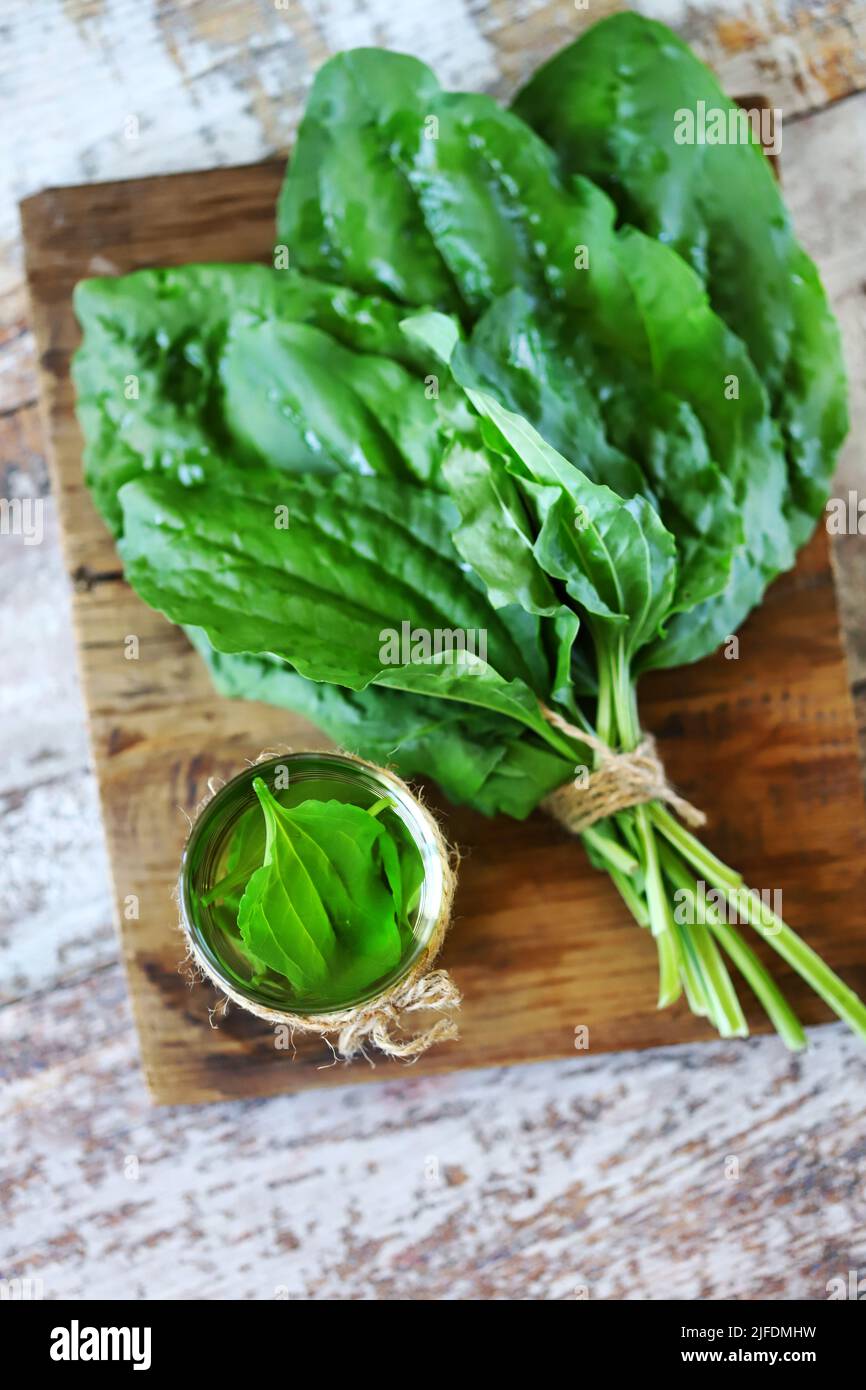 Plantain drink in a glass. Fresh leaves of plantain. Therapeutic tea of ...