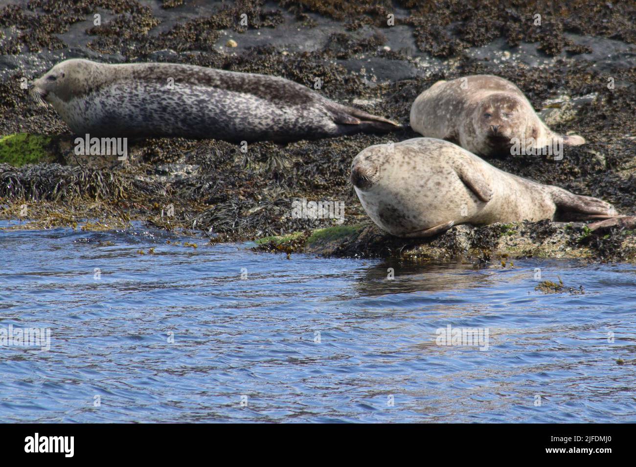 Seals and pups on rocky island Stock Photo - Alamy