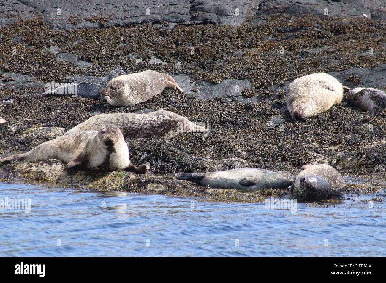Seals and pups on rocky island Stock Photo - Alamy